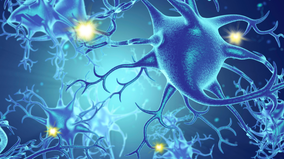 The Neuroprotective Potential of OPCs – OptiHealth Products