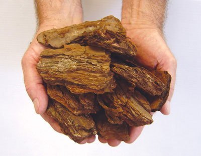 A Breakdown of Pine Bark Extract – OptiHealth Products